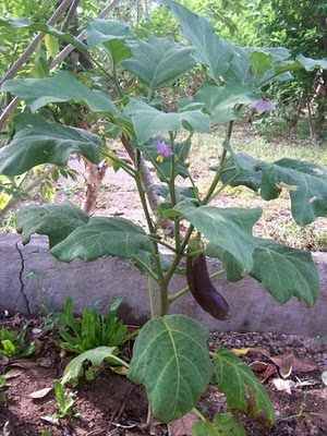 everything's herbed.....: Binagoongang Talong