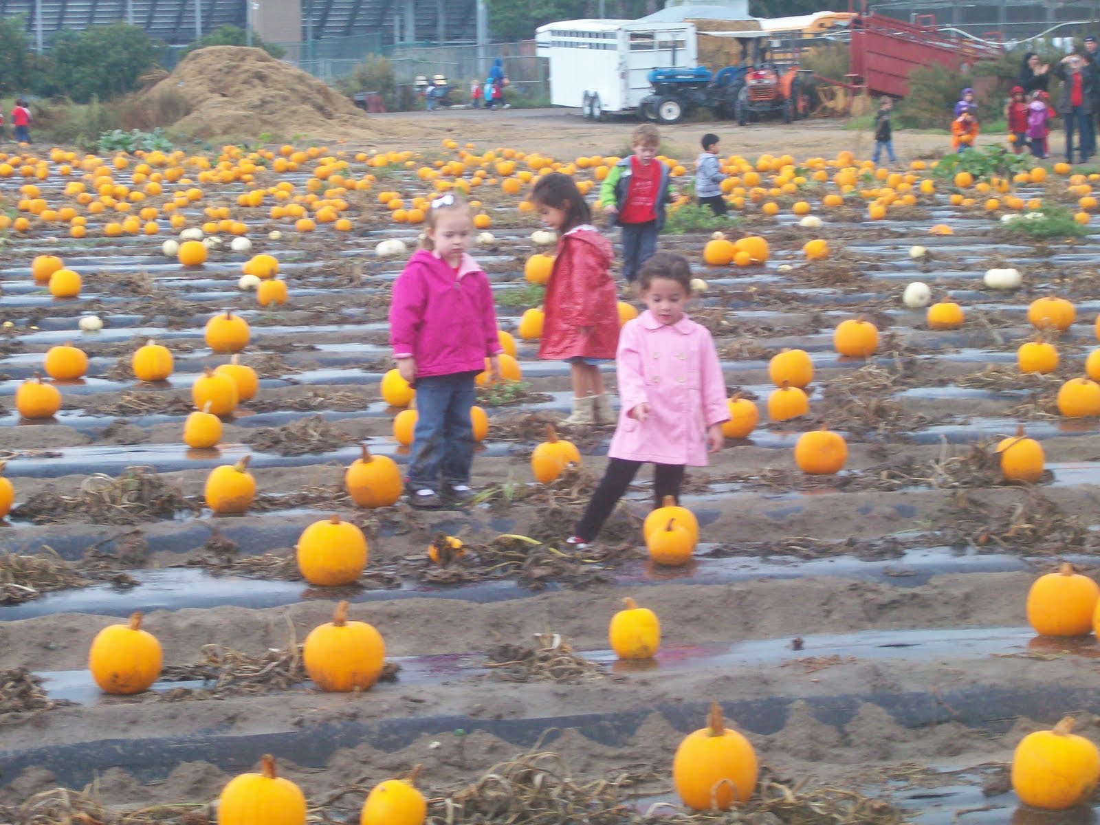 Madalyn's Years: Field Trip to the Pumpkin Patch