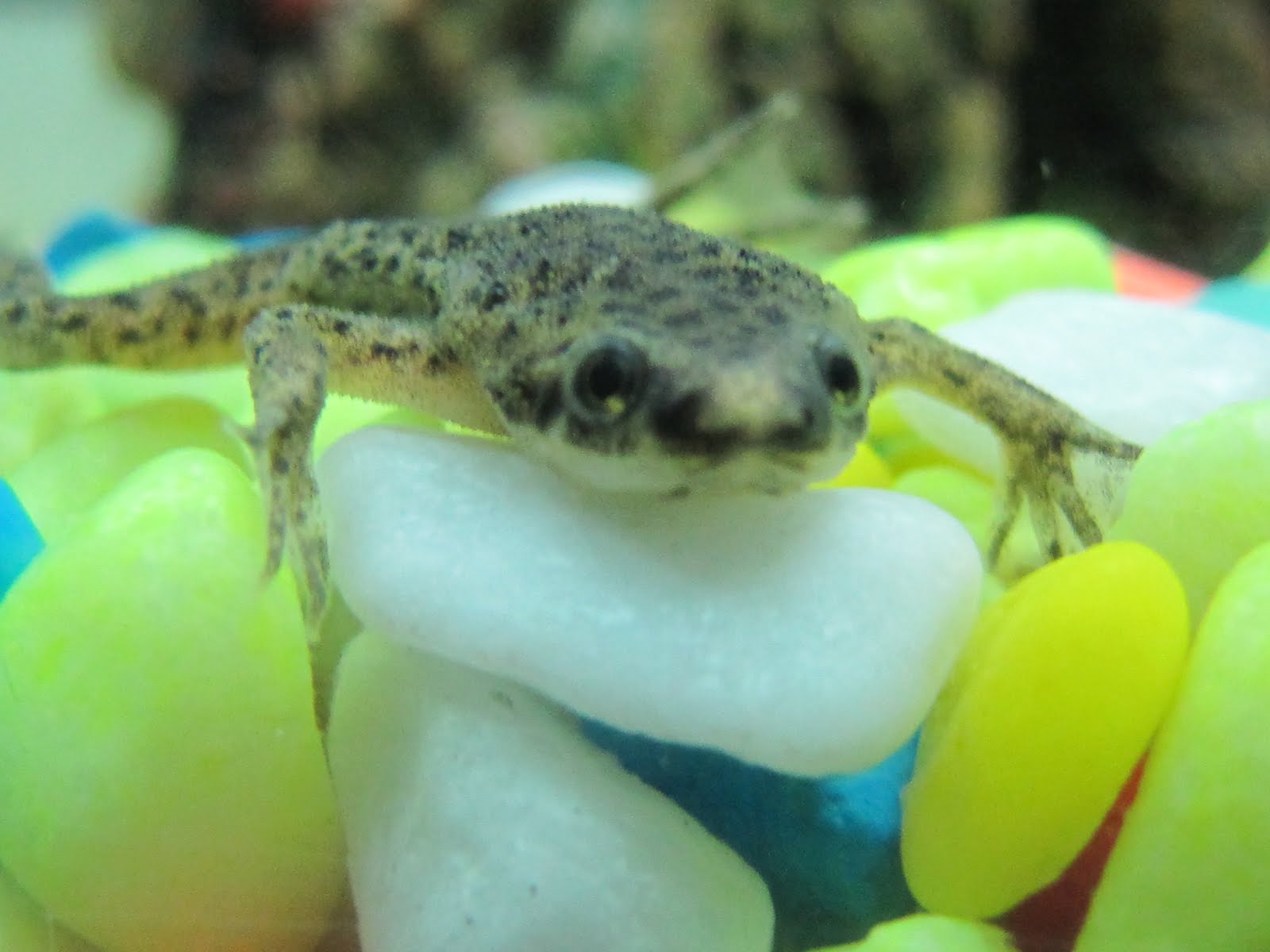 The Bodhi Chicklet: January 2011