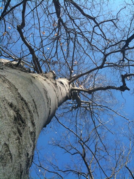 The Helpful Art Teacher: POSITIVE AND NEGATIVE SPACE CONTINUED