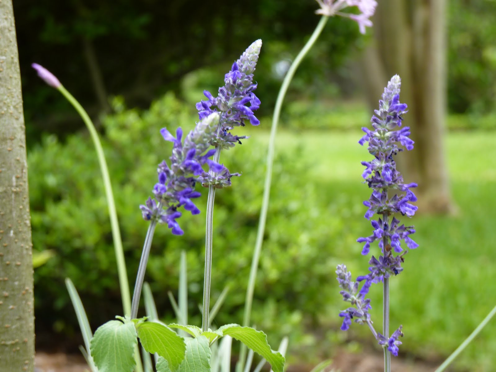 Houston Gardens: Blue Sage