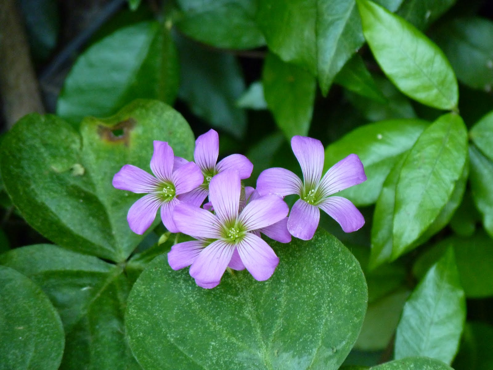 Houston Gardens: Shamrocks In Bloom