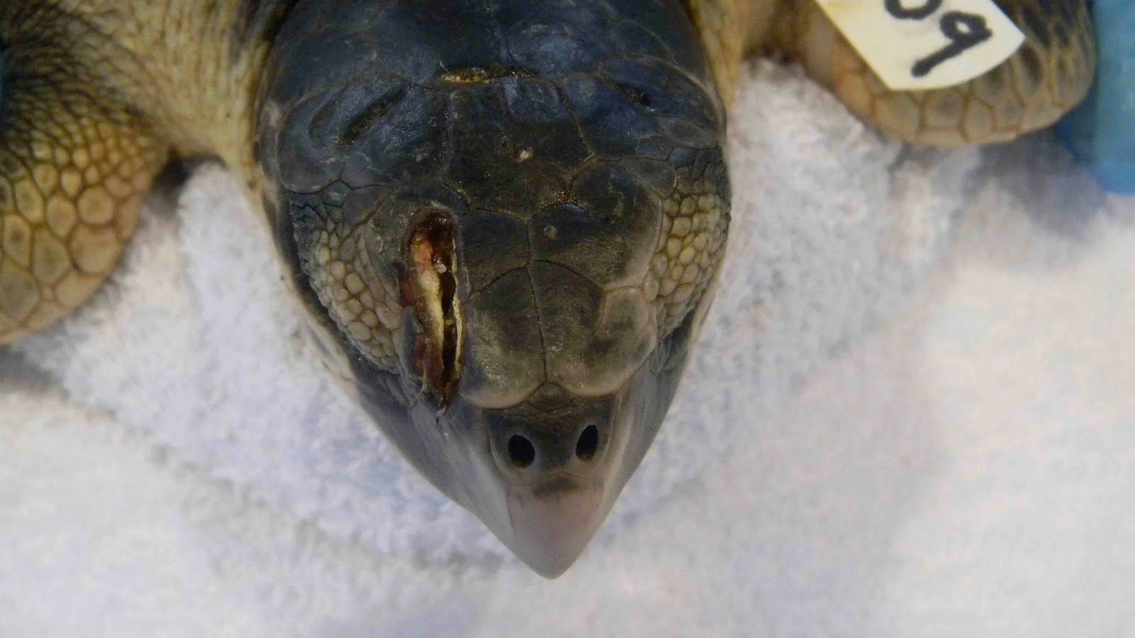 Marine Animal Rescue Team Blog