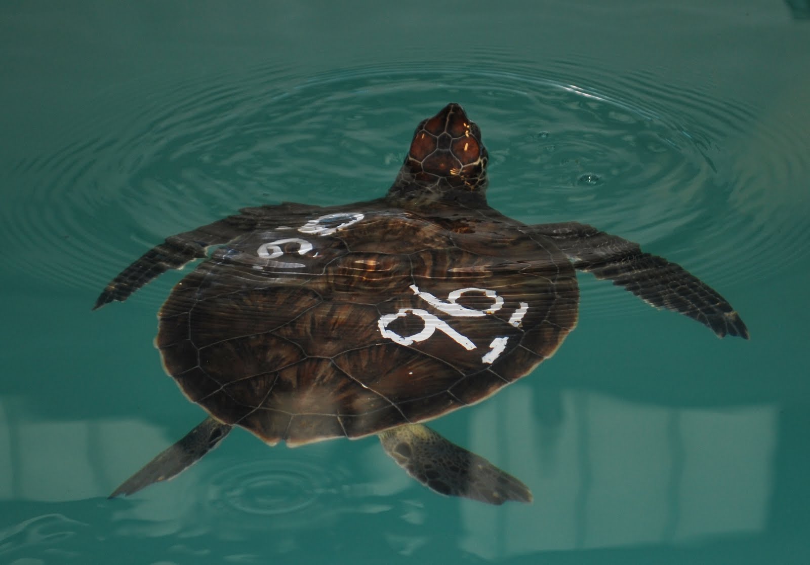 Marine Animal Rescue Team Blog