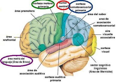 El Cerebro: Áreas del cerebro II