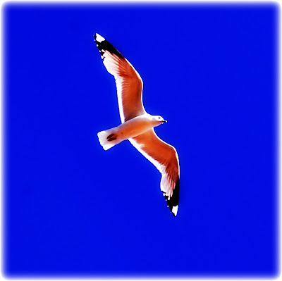 Oväsentligheter?: En Forbinnat fin båt! ;-)