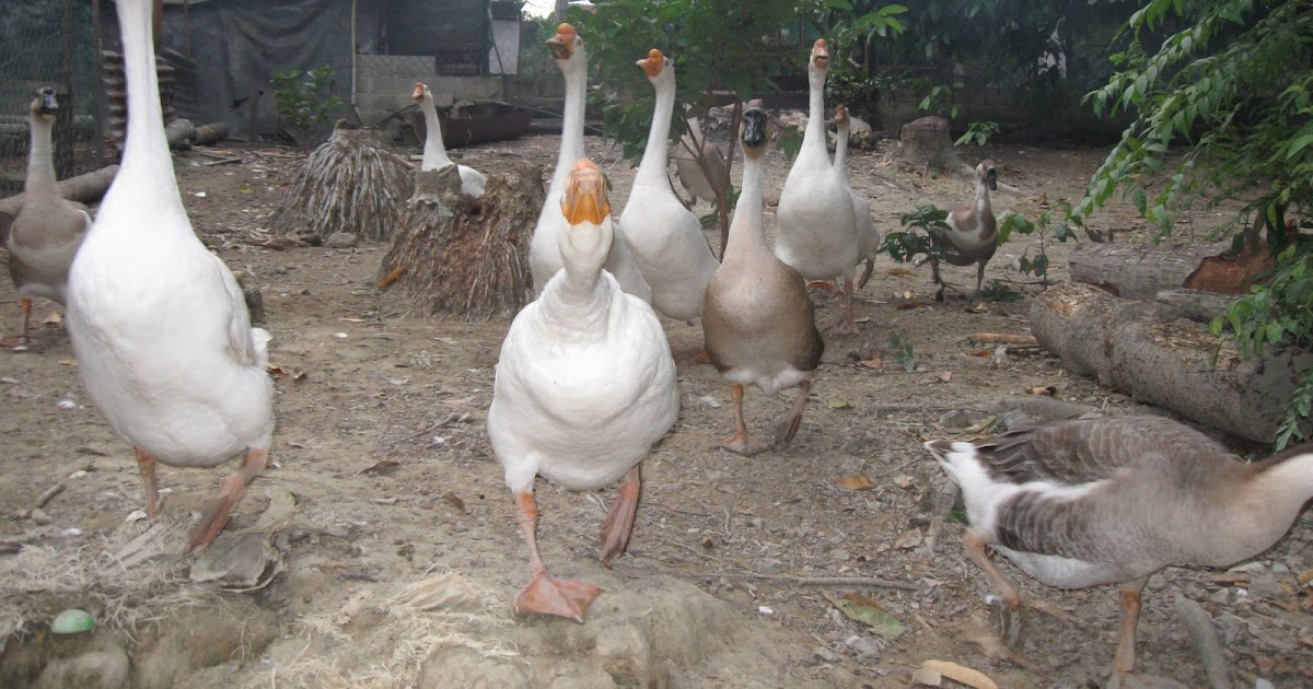 DINARA AGRO FARM: Angsa Putih Jantan Dewasa Untuk Dijual