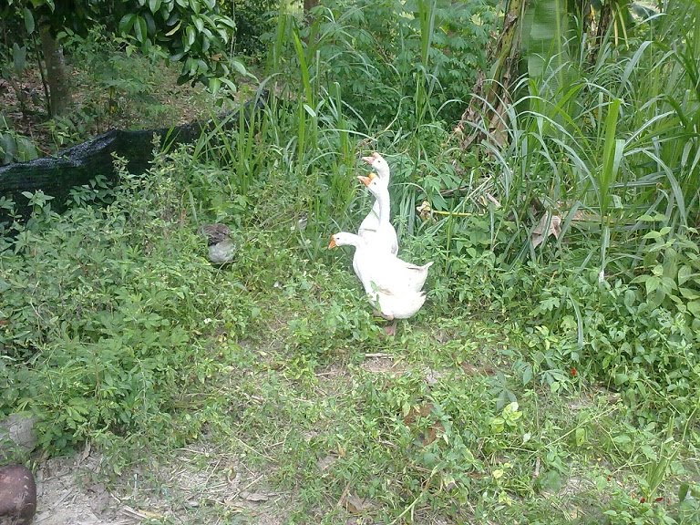 DINARA AGRO FARM: Angsa