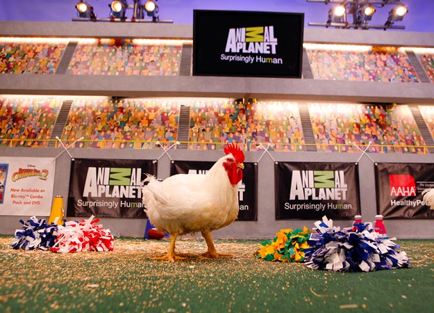 The PA-IN-Erudition: 2011-01-30