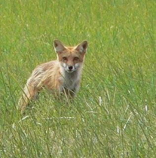Veggie Revolution: Recovery of endangered fox a model for conservationists