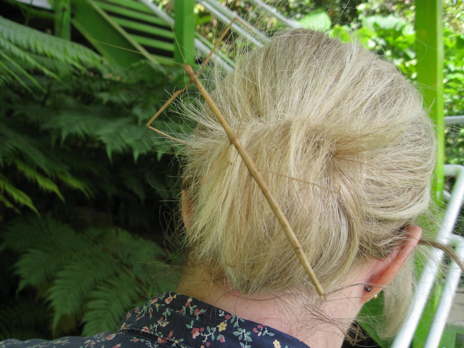 Veggie Revolution: Exploring the tropical rainforest in Puerto Rico: El ...