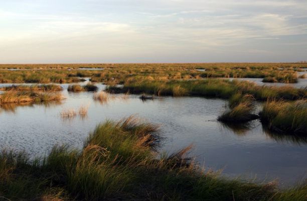 Veggie Revolution: Oil Spill 2010: Danger to Wildlife Considered ...