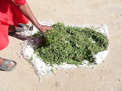 Veggie Revolution: My visit to a traditional healer in Africa: "Call on ...