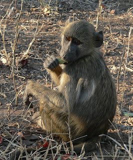 Veggie Revolution: Baboons are Africa's most widespread primate ...