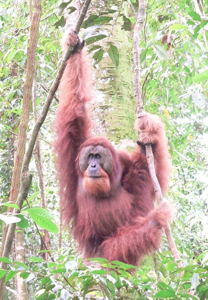 Veggie Revolution: Hunting may threaten orangutans even more than ...