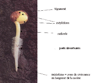 Revolution IPE - Voir la vie en vert!: Comment les plantes poussent-ils?