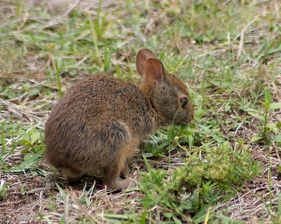 Wildlife Watching: Adorable Marsh Rabbits