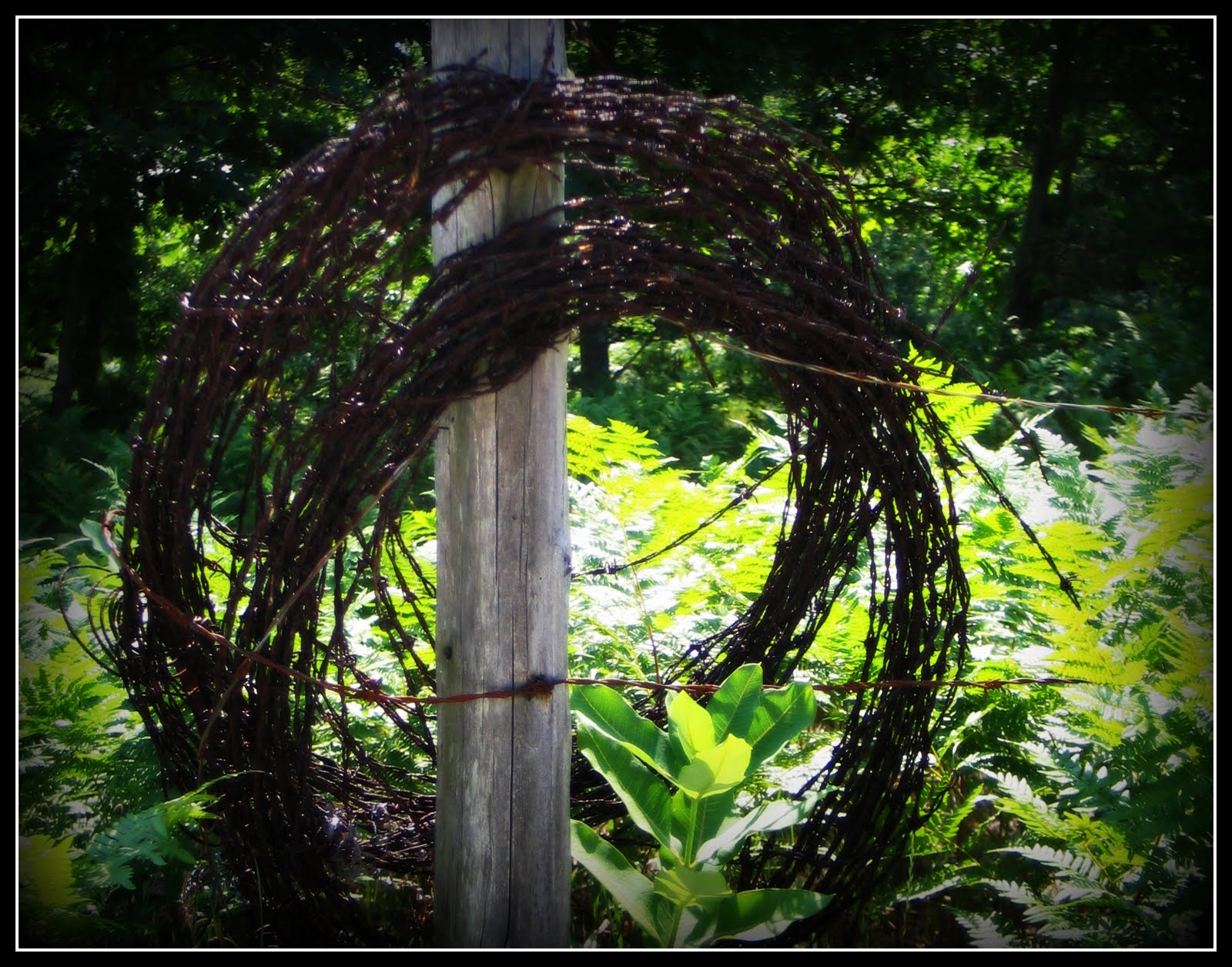 Teresa's Creative Whims: Colors & Textures from the Farm