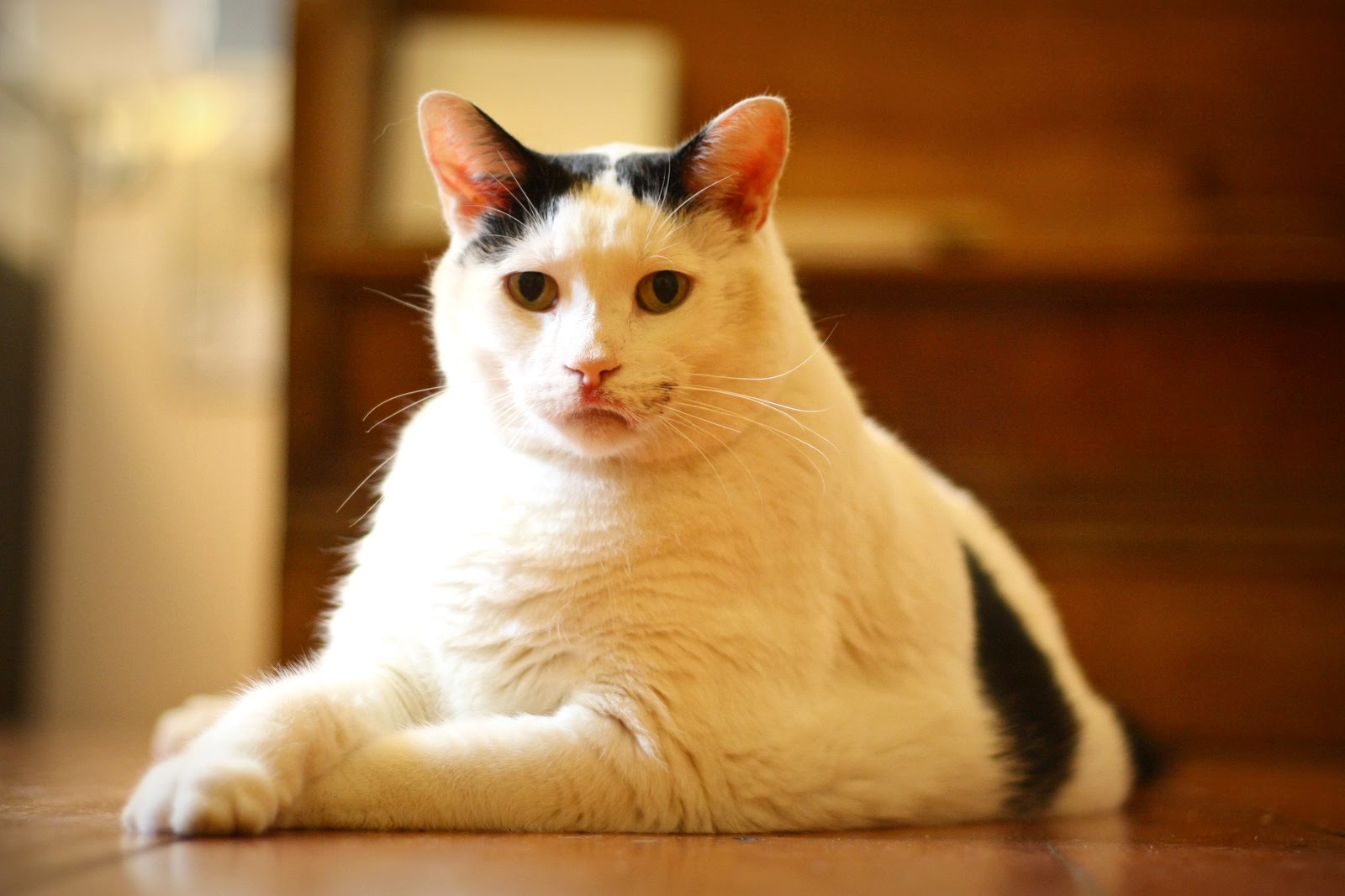 a little light reading: gorey story