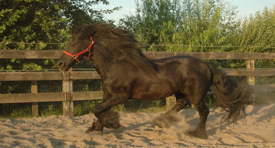 Friesian Jewels (Baroque)