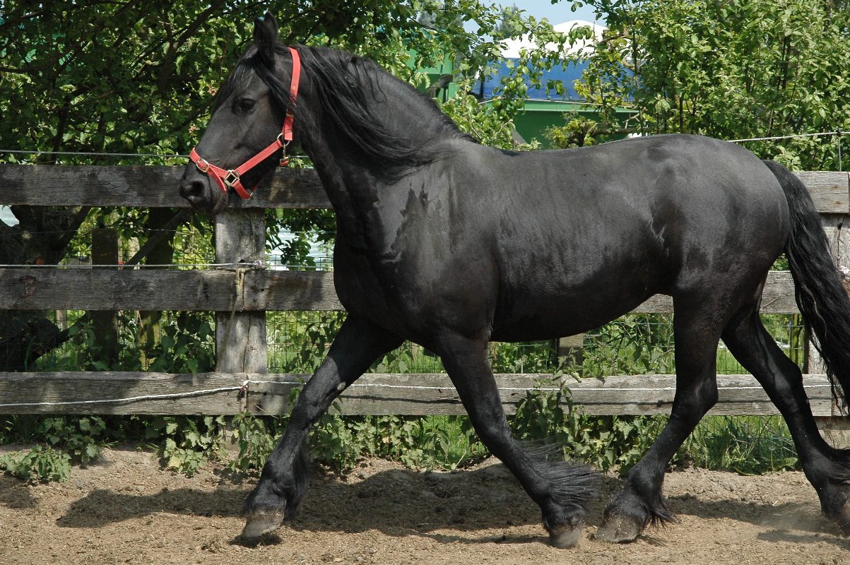 Friesian Jewels (Baroque)