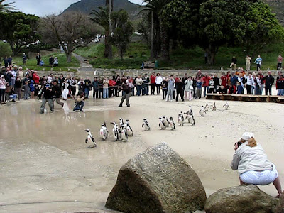 The Magenta Penguin: Introducing The Magenta Penguin...