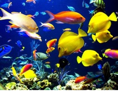 animales vertebrados: PECES.