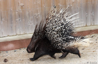 Animaux: Porc-épic