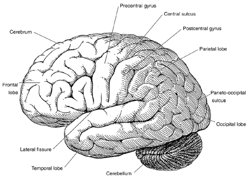 Village Memorial: Brain Shape = Function