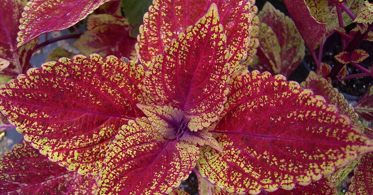 Coleus Connection: Coleus in Sun