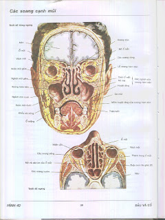 MSCtest: Đặc điểm sinh lý và giải phẫu của các xoang