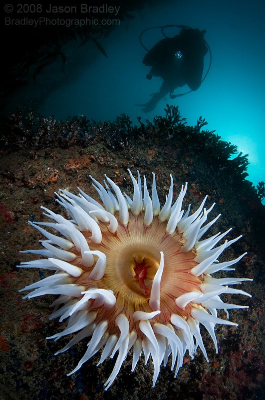 Young Geneticist: The new construction of coral family tree and shows ...