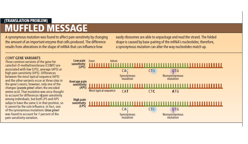 Young Geneticist: Synonymous but not the same- The new view of ...