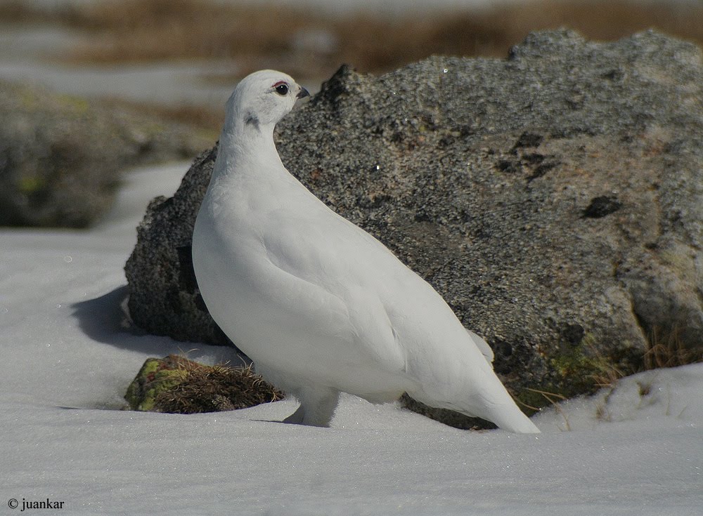 Miradas Cantábricas: Buscando las perdices blancas