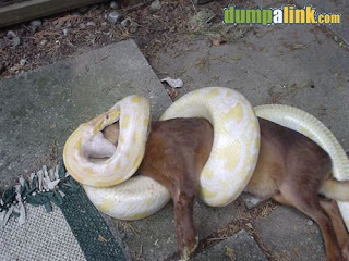 "Live your life like a dog..." The Old Dog: OK. Released exotic pet ...