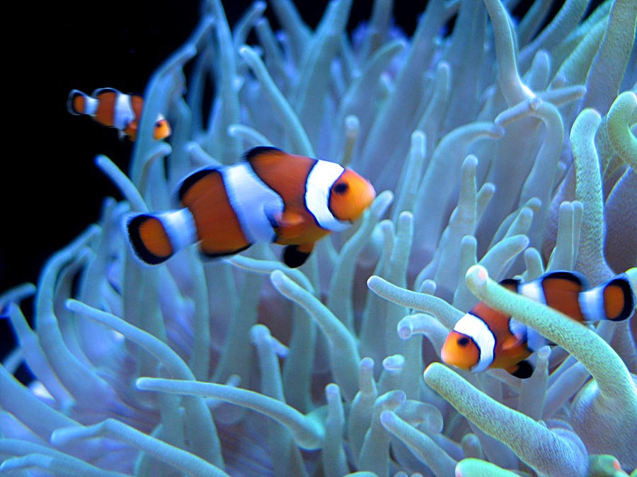 Kristen's Page: Clown Fish Clone