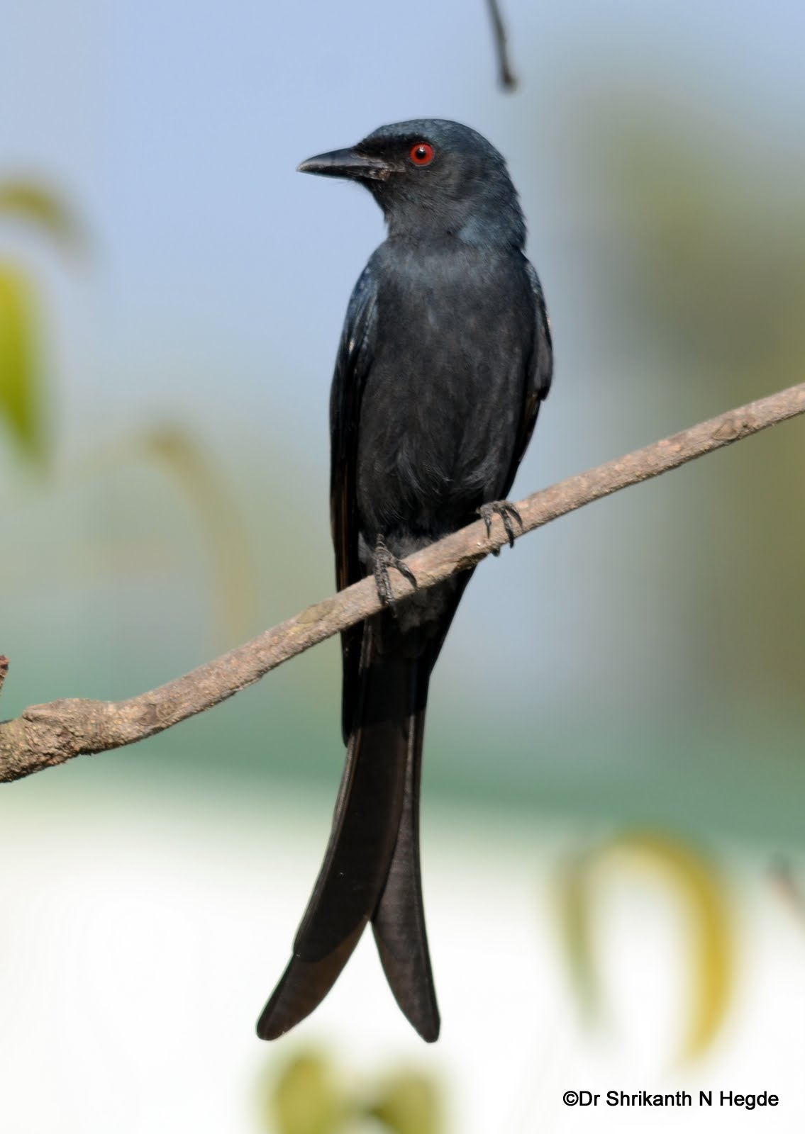 Dr.Shrikanth Hegde's Photography: Black Drango with prey