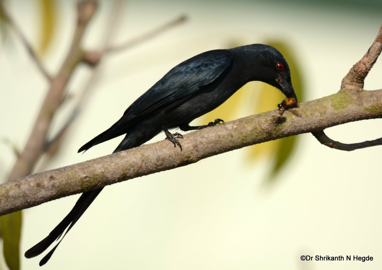 Dr.Shrikanth Hegde's Photography: Black Drango with prey