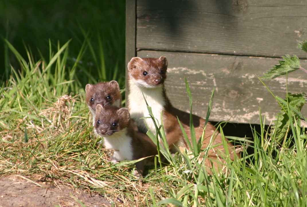Jennifer Tetlow - Stone Sculpture Journal: Stoat Family