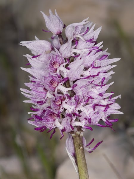 The Orchids of Cyprus: Orchis simia