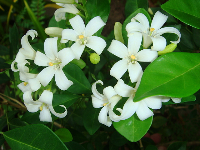 Pieces of Lin: Pokok Kemuning