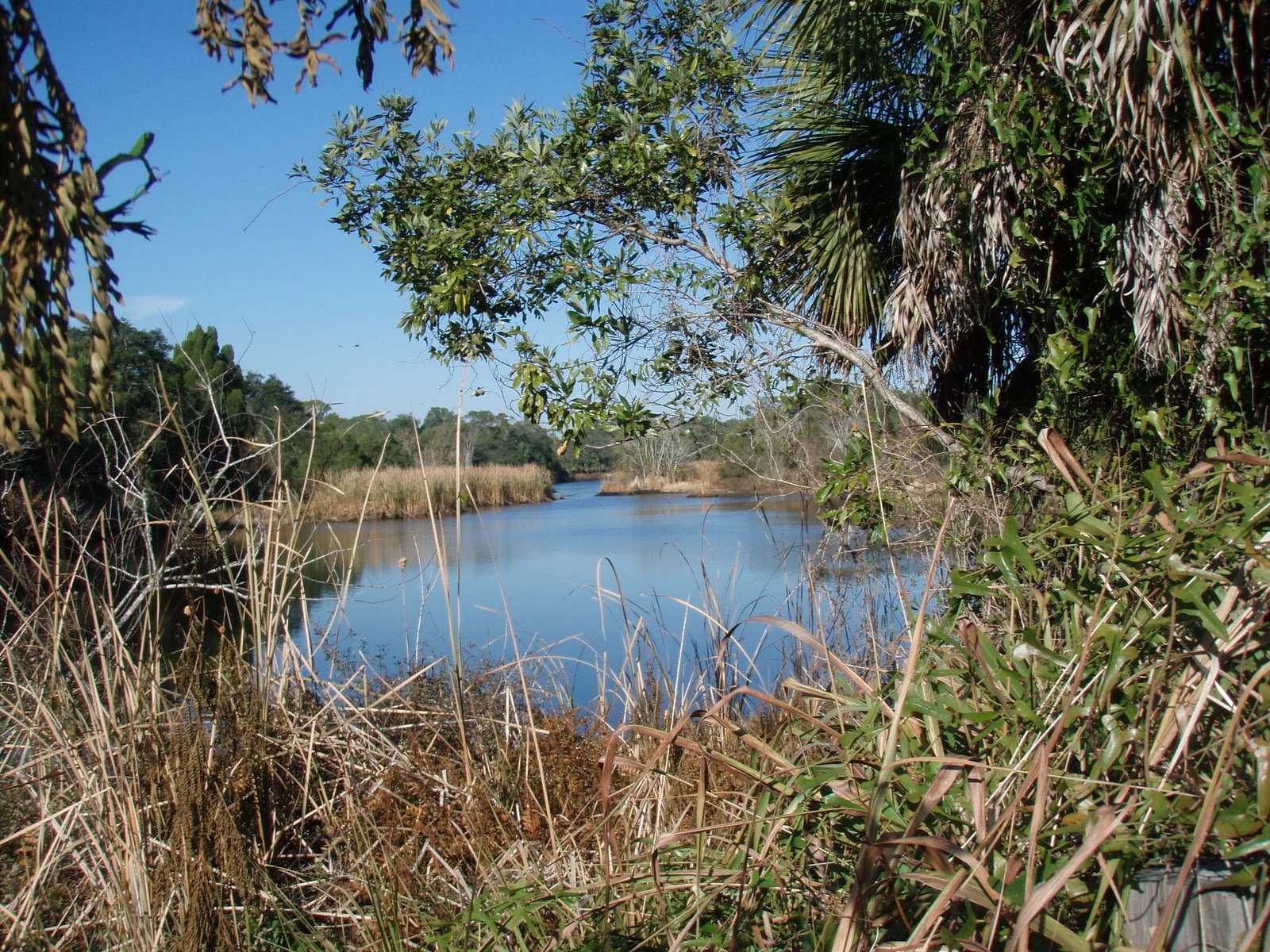 Camp Bayou Nature Notes: on the Trail...