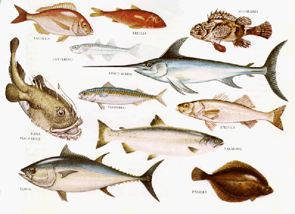 Biologia Marina e non solo...: I Pesci (un esempio di grande diversità)