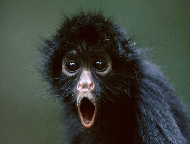 bloGuru akaBond: Maimuta lui felix motanul