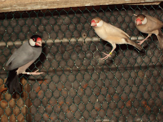 Magalhães Aves: Pardais de java