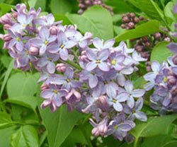 CVEĆE-PEČURKE: Jorgovan