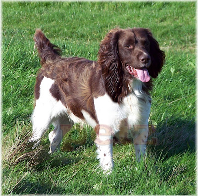 ENGLISH SPRINGER SPANIEL.