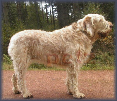 ΣΠΙΝΟΝΕ.: ΣΠΙΝΟΝΕ / SPINONE - ITALIAN SPINONE - ITALIAN GRIFFON ...