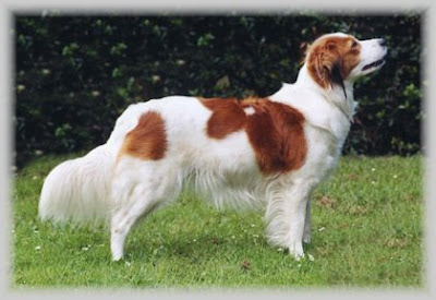 ΚΟΪΚΕΡΧΟΝΤΖ: ΚΟΪΚΕΡΧΟΝΤΖ / KOOIKER HOUND -SMALL DUTCH WATERFOWL DOG ...