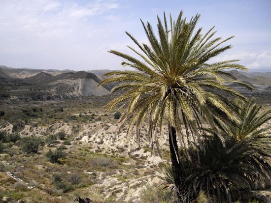 Alicante Confidencial: Las zonas secas del mundo necesitan medidas ...